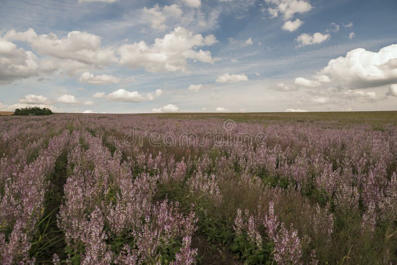 Fields with Pink Sage Flowers and a Beautiful Sky. Stock Photo - Image ...