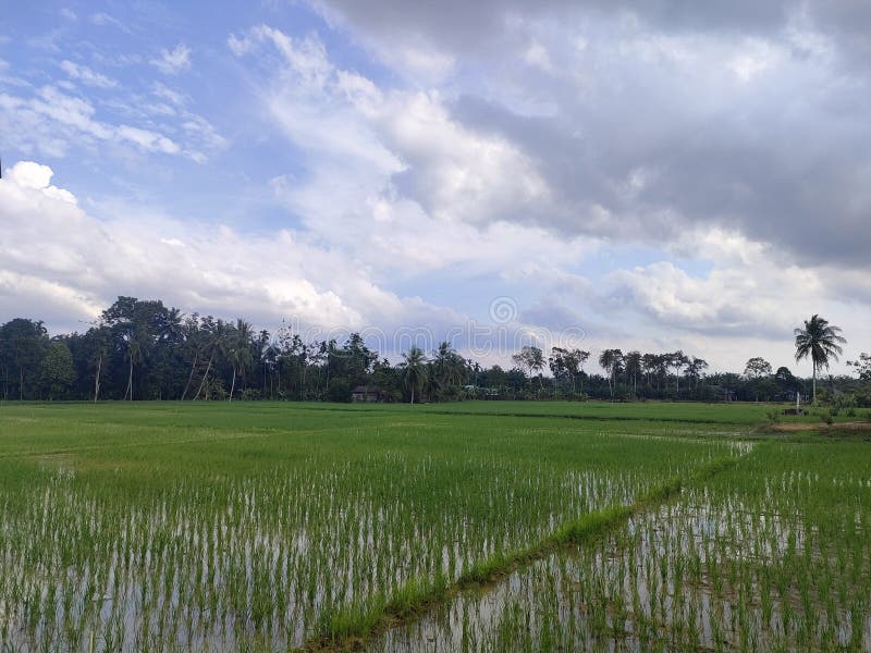 Fields Planted with Rice by Farmers during the Rainy Season we Call ...