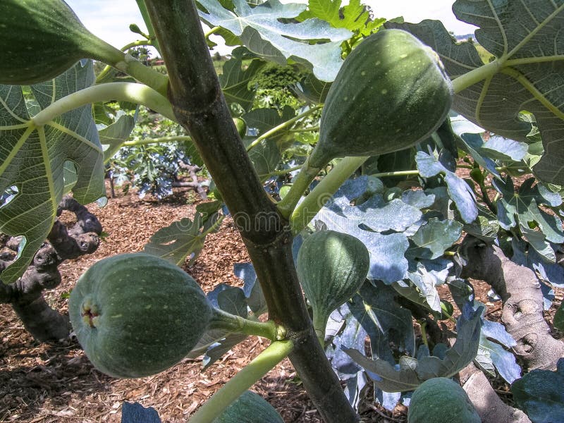 Fig planting stock photo. Image of farm, field, outdoor - 99724184
