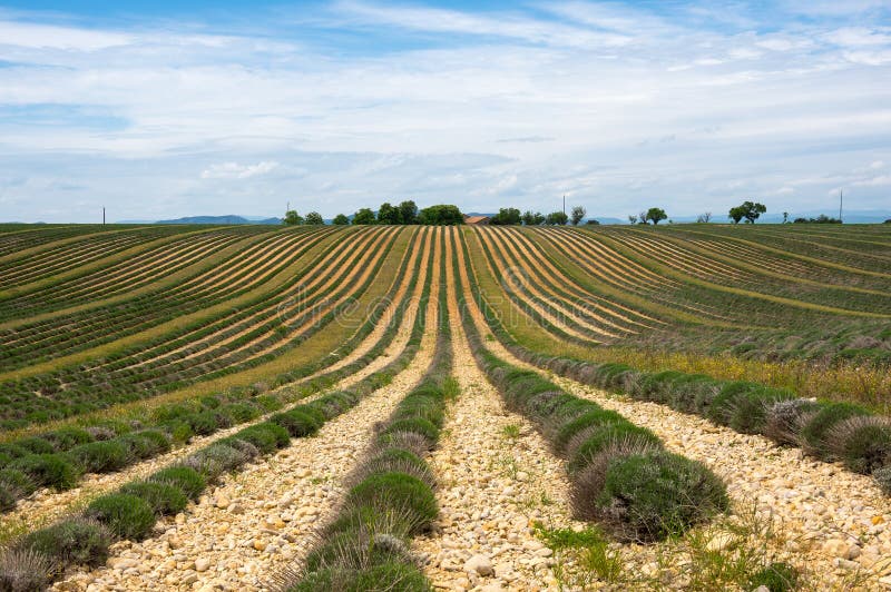 Fields of Provence stock image. Image of french, natural - 71509307