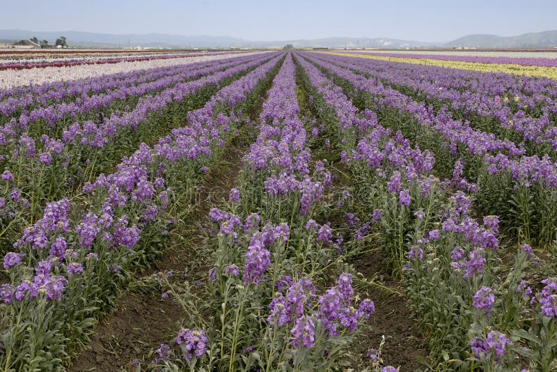 Fields of Purple Flowers stock image. Image of blossom - 843249
