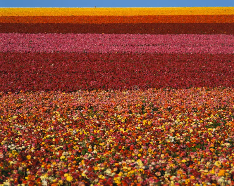 Ranunculus Flower Field, San Diego, CA Stock Image - Image of ...