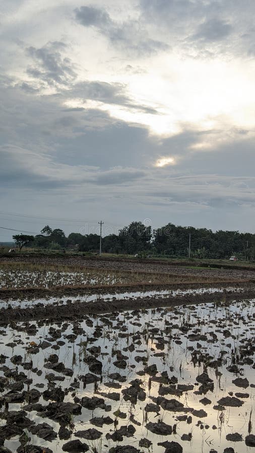 Fields Ready for Planting Rice Stock Image - Image of ready, rice ...
