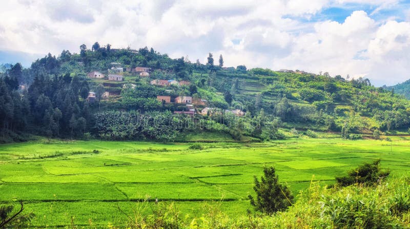 Fields of Rice Crops in Valley Bottom. Rwanda Stock Photo - Image of ...