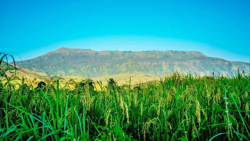 Fields Rice and Mountain Views Stock Photo - Image of trail, blue: 43013766