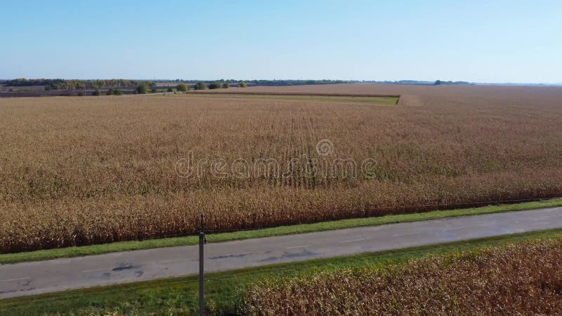 Corn Fields on Both Sides of the Road, Aerial View Stock Footage ...