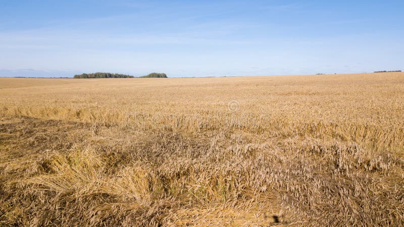 Fields with Ripe Wheat from a Bird S-eye View on a Clear Day Stock ...