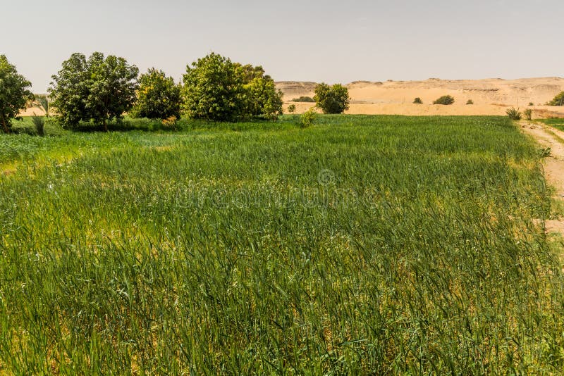 253 Green Fields Egypt Stock Photos - Free & Royalty-Free Stock Photos ...