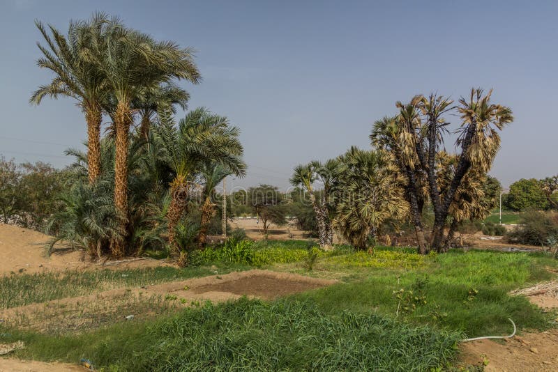 Fields by the River Nile Near Aswan, Egy Stock Image - Image of africa ...