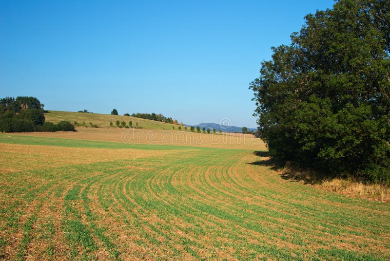 Field On A Hill With Rows Of Grain Crops Stock Image - Image of plants ...