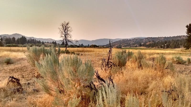 High Desert sage stock image. Image of wilderness, grassland - 97740763