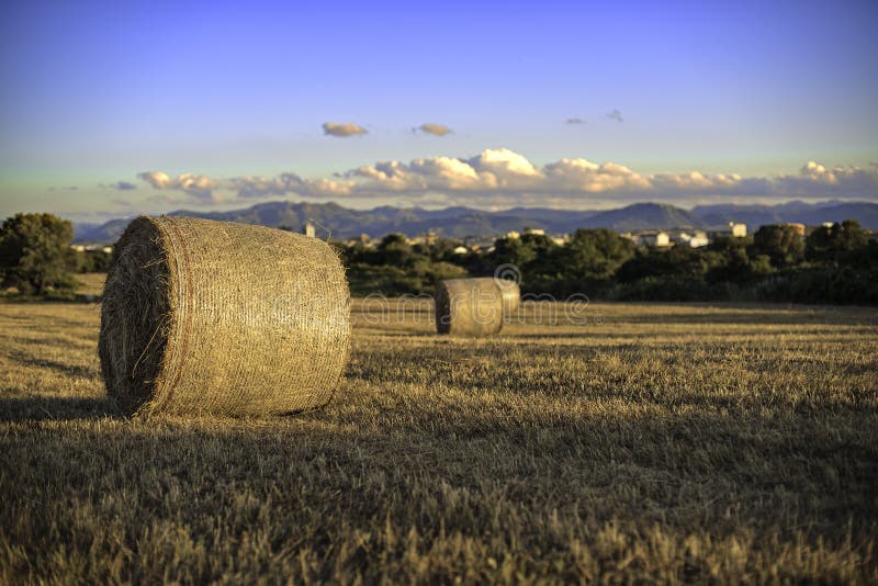 Fields in Sardinia stock image. Image of agricultural - 83990205