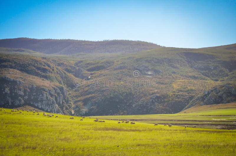 Fields of Sheep stock photo. Image of agriculture, landscape - 225673198