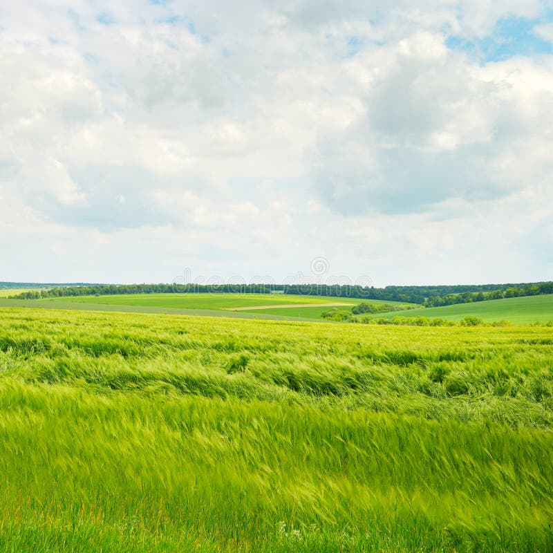 Fields and sky stock image. Image of grass, plant, countryside - 38011617