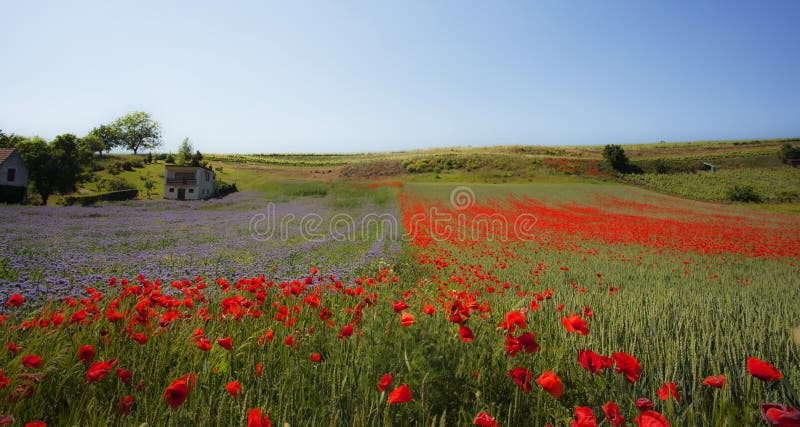 Fields stock photo. Image of season, stream, fields, north - 61485674
