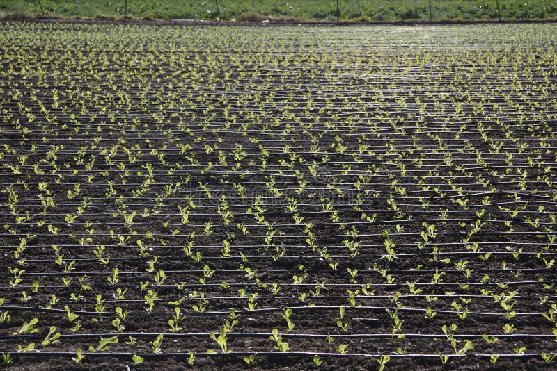 Fields sown stock image. Image of fresh, sown, sunny, landscape - 7521643