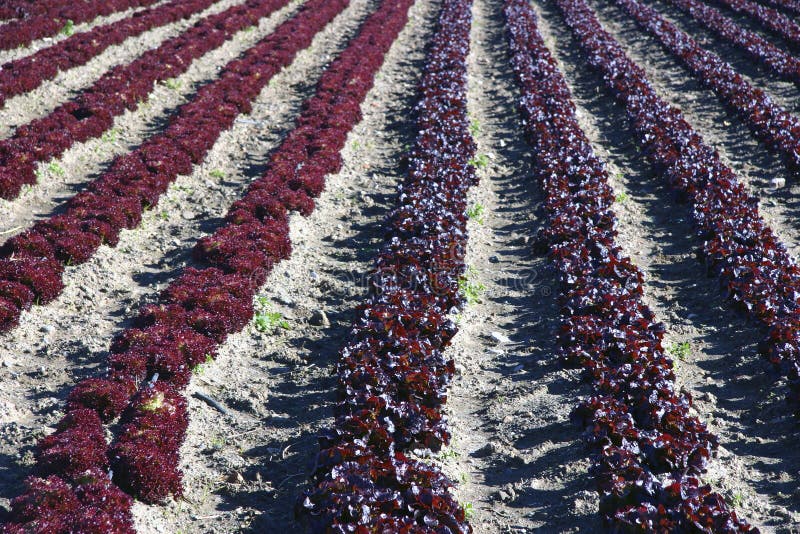 Fields sown stock image. Image of fresh, sown, sunny, landscape - 7521643