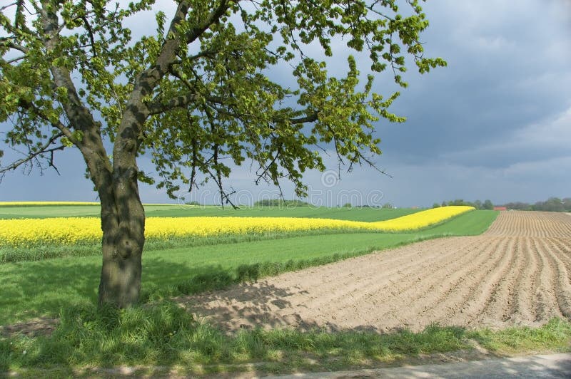 Fields in Spring stock photo. Image of summer, springtime - 8375368