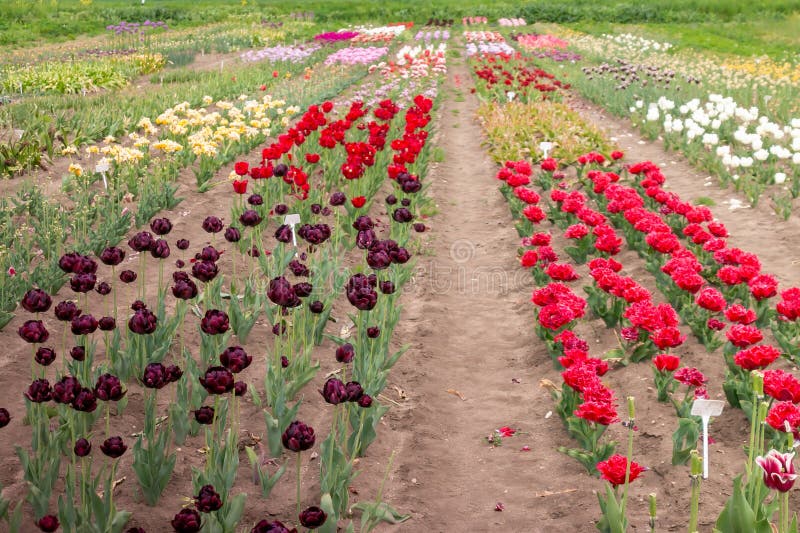 Fields Spring Blooming Tulips Various Species Stock Photos - Free ...
