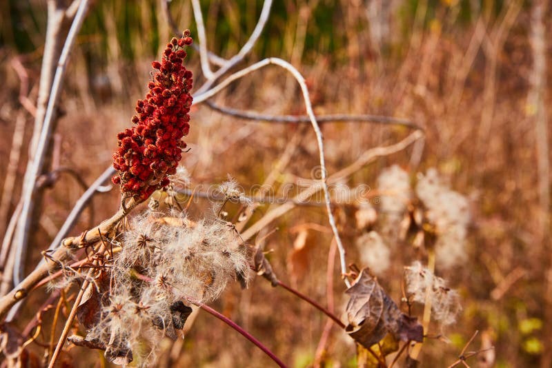 Fields of Staghorn Sumac and Milkweed Pods in Fields of Light Brown ...