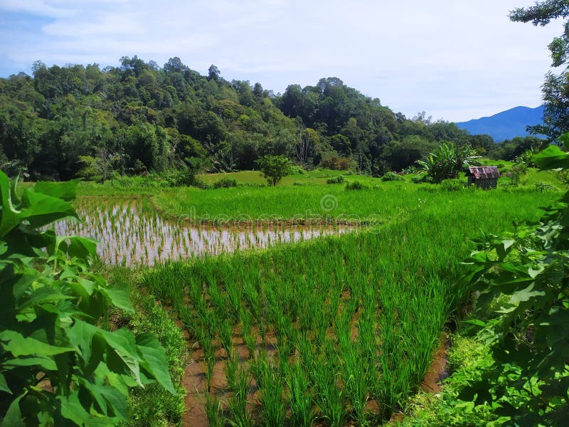 The Fields are Starting To Turn Green Stock Image - Image of garden ...