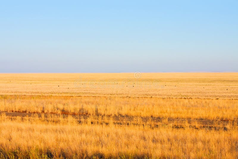 Fields, Steppe of Kazakhstan Stock Image - Image of grain, view: 22780005