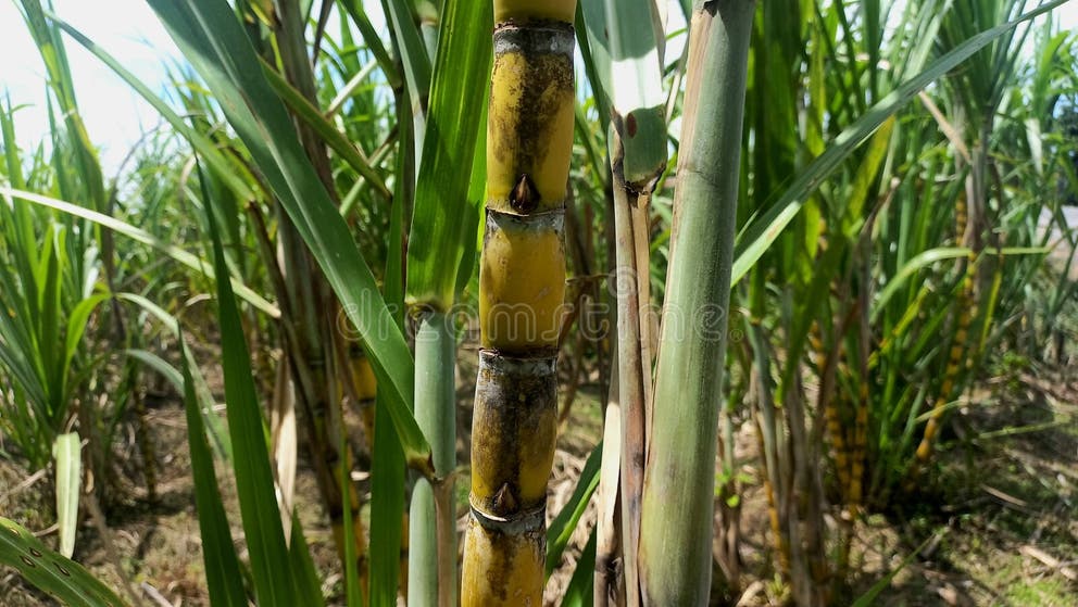 2,135 Sugarcane To Stock Photos - Free & Royalty-Free Stock Photos from ...