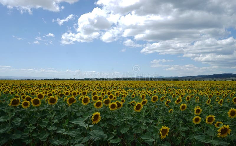 Fields Sunflowers. stock photo. Image of fields, mountain - 135236688