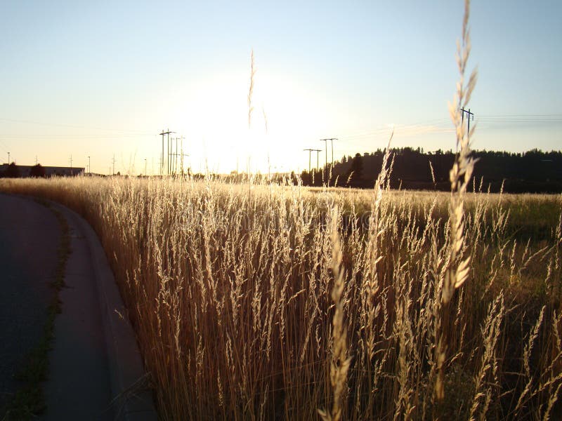 Fields of sunshine stock photo. Image of colors, feet - 157412786