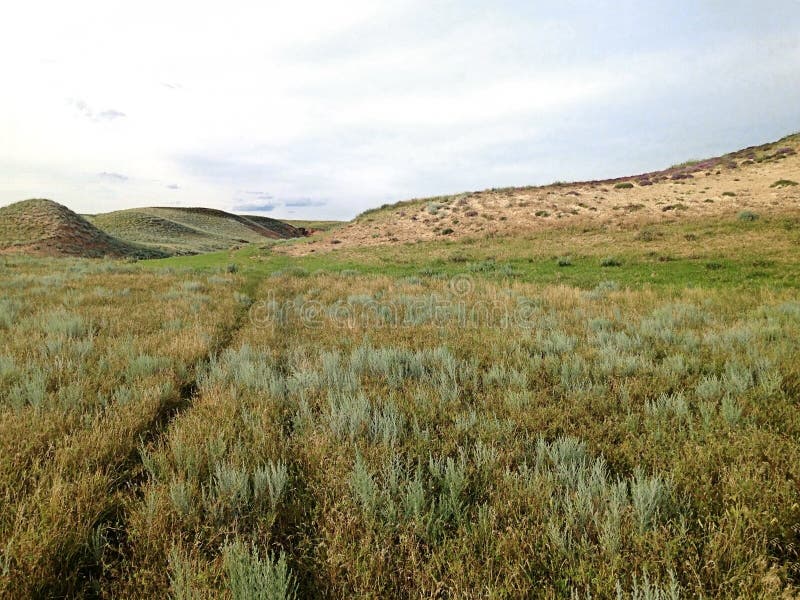 Fields of Thyme in Steppe, Summer.Square Image Stock Photo - Image of ...