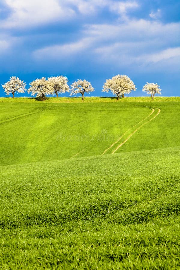 Fields and trees stock image. Image of cloudscape, grass - 24458087