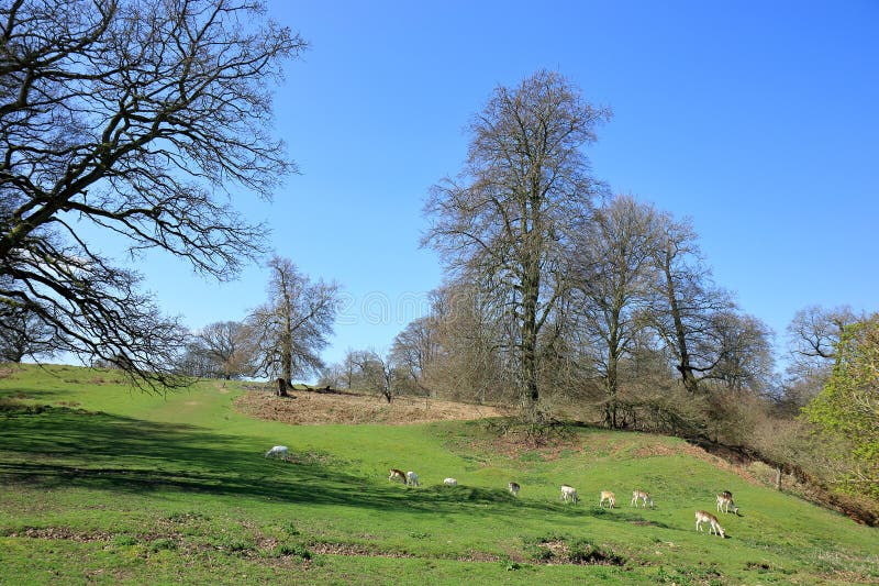 Fields and Trees in a Colourful Woodland Landscape Stock Photo - Image ...