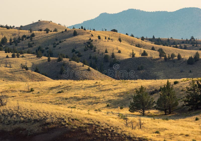 Fields and Trees on Rolling Hills Stock Image - Image of grass, oregon ...