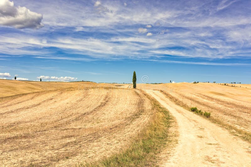Fields in Tuscany stock photo. Image of plant, horizon - 71625158
