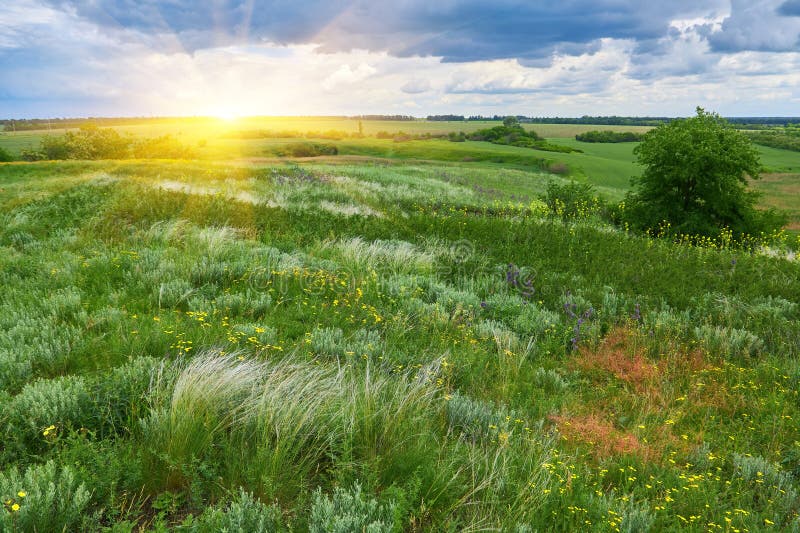 Fields of Ukraine, Grains Sky, Green Grass Stock Photo - Image of ...