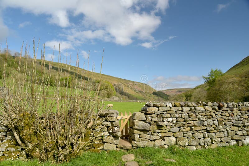 Fields of Upper Swaledale in Yorkshire Dales Stock Image - Image of ...