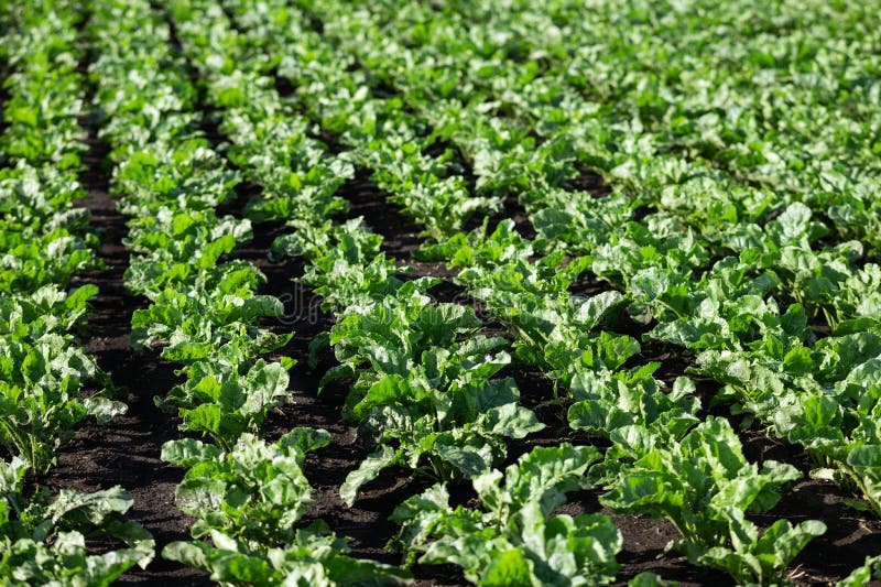 Fields with Vegetables and Roots Stock Image - Image of field, rural ...