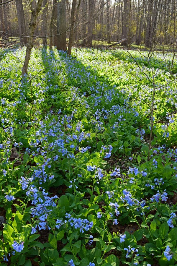 Fields of Virginia Bluebells in Spring Stock Image - Image of forest ...