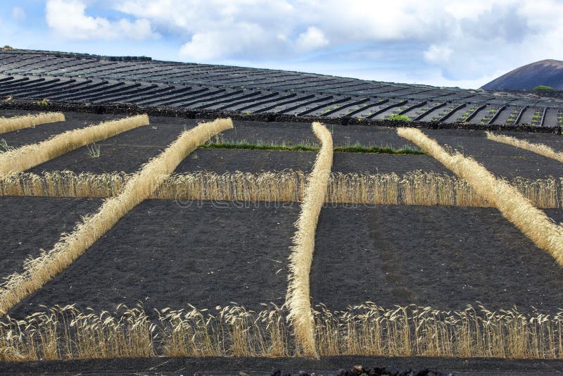 Fields on Lapilli, the Soil on Volcanic Ground with Walls and Fa Stock ...