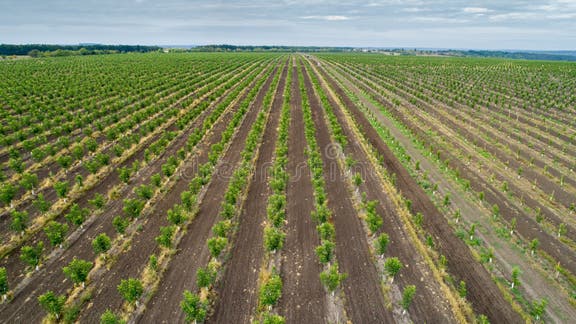 Fields with walnut trees stock photo. Image of nuts, landscape - 99804400