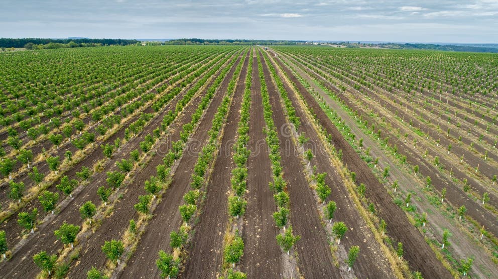 Fields with walnut trees stock photo. Image of nuts, landscape - 99804400
