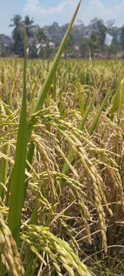 The Fields are Wet, the Grains of Rice are the Forerunners of Rice ...