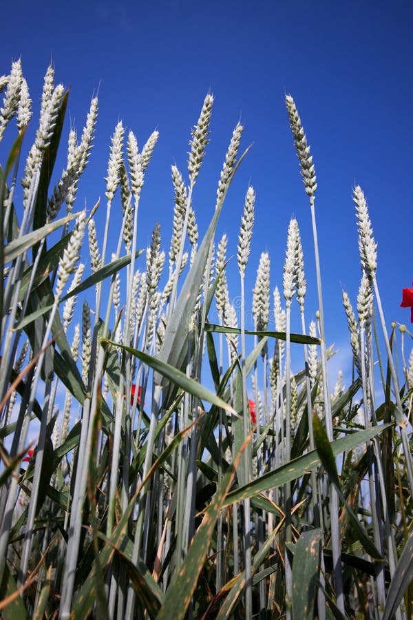 Sweetgrass stock photo. Image of native, kmaq, herb, montana - 7024068