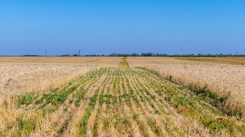Fields of Ripe Wheat during the Autumn Harvest Stock Photo - Image of ...