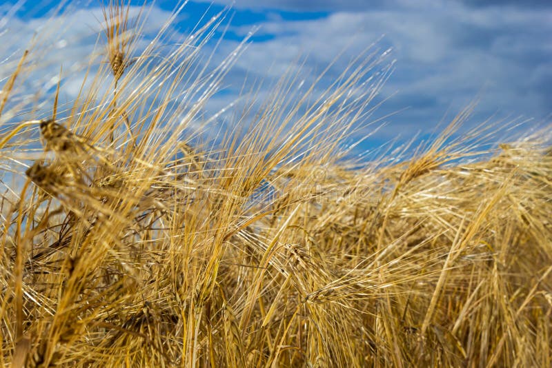 Fields of Wheat at the End of Summer Fully Ripe Stock Photo - Image of ...