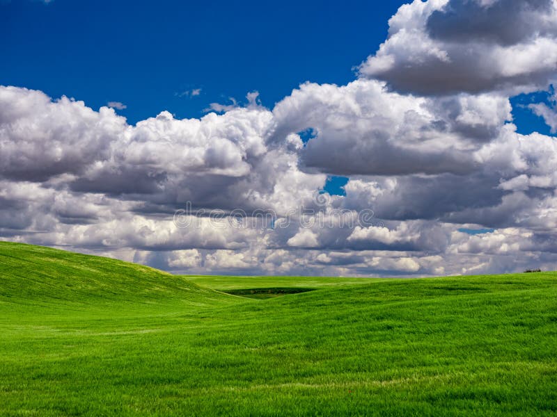 Fields of Wheat in Spring in the Autonomous Community of Castilla Y ...