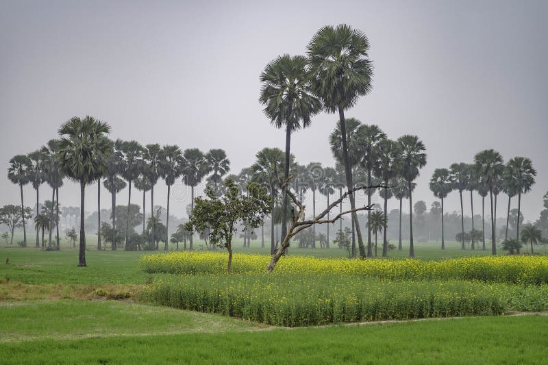 Fields Where Mustard Trees Grow in Winter Stock Image - Image of leaf ...