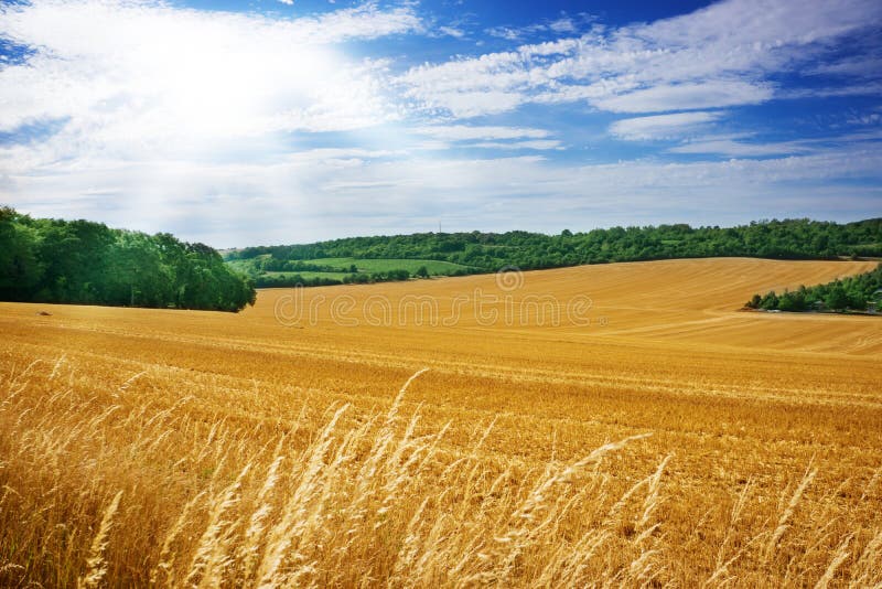 Fields and woods in summer stock image. Image of ripe - 75433823
