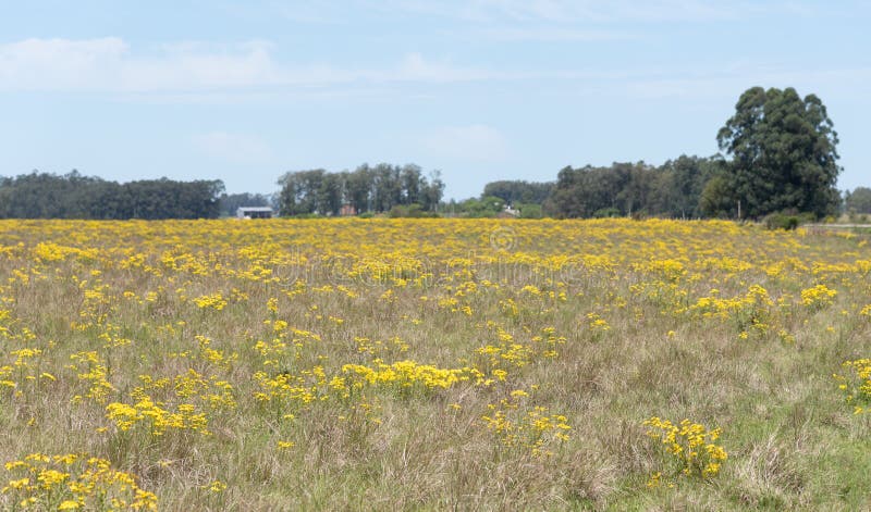 Fields with Yellow Flowers from Senecio Brasilienses 02 Stock Image ...