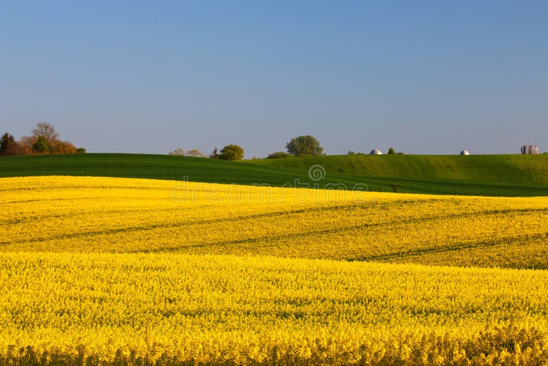 Fields of yellow stock image. Image of cloud, colza, blue - 71495797